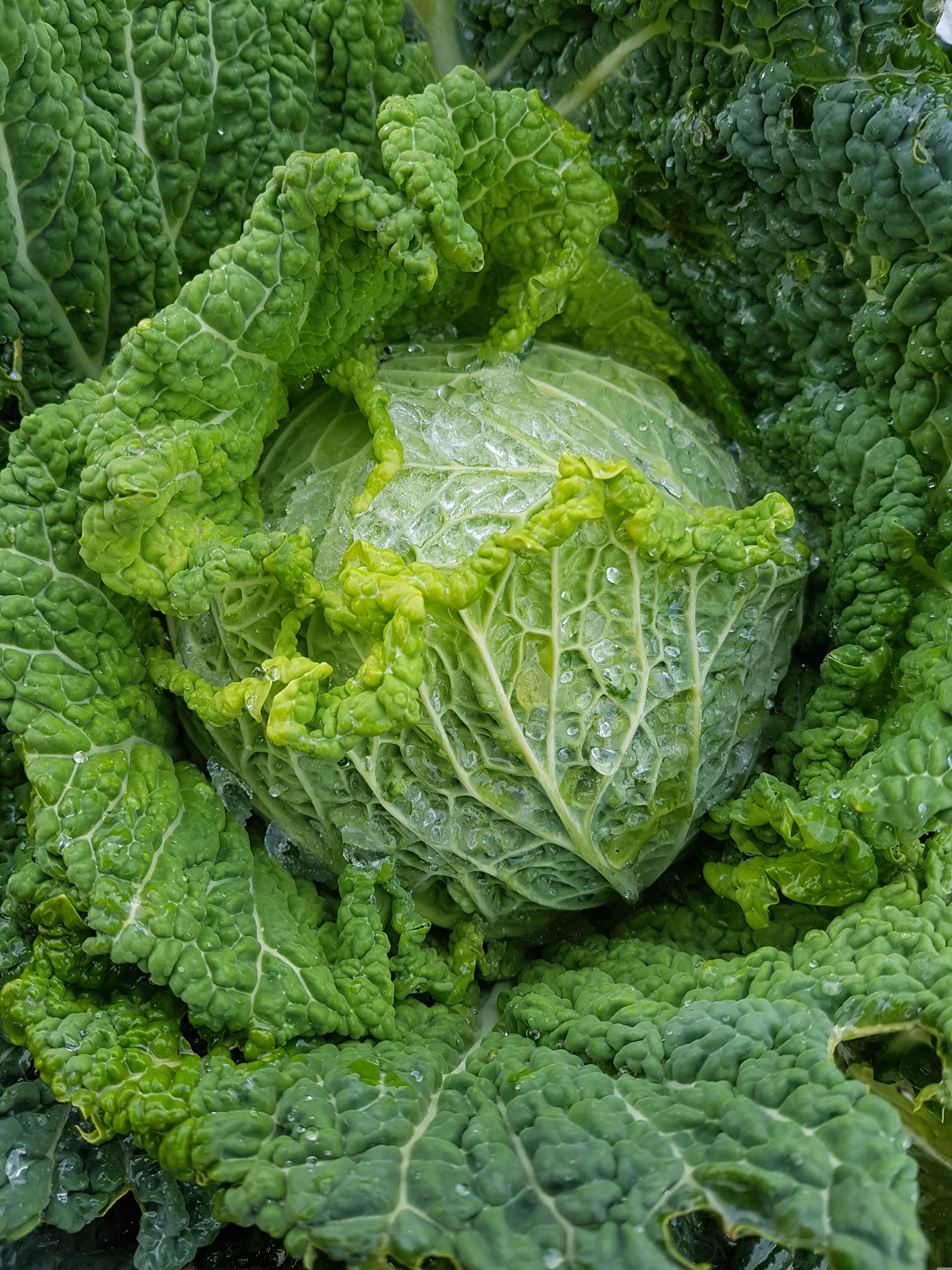Groene kool - savooiekool | PLANTPROEF