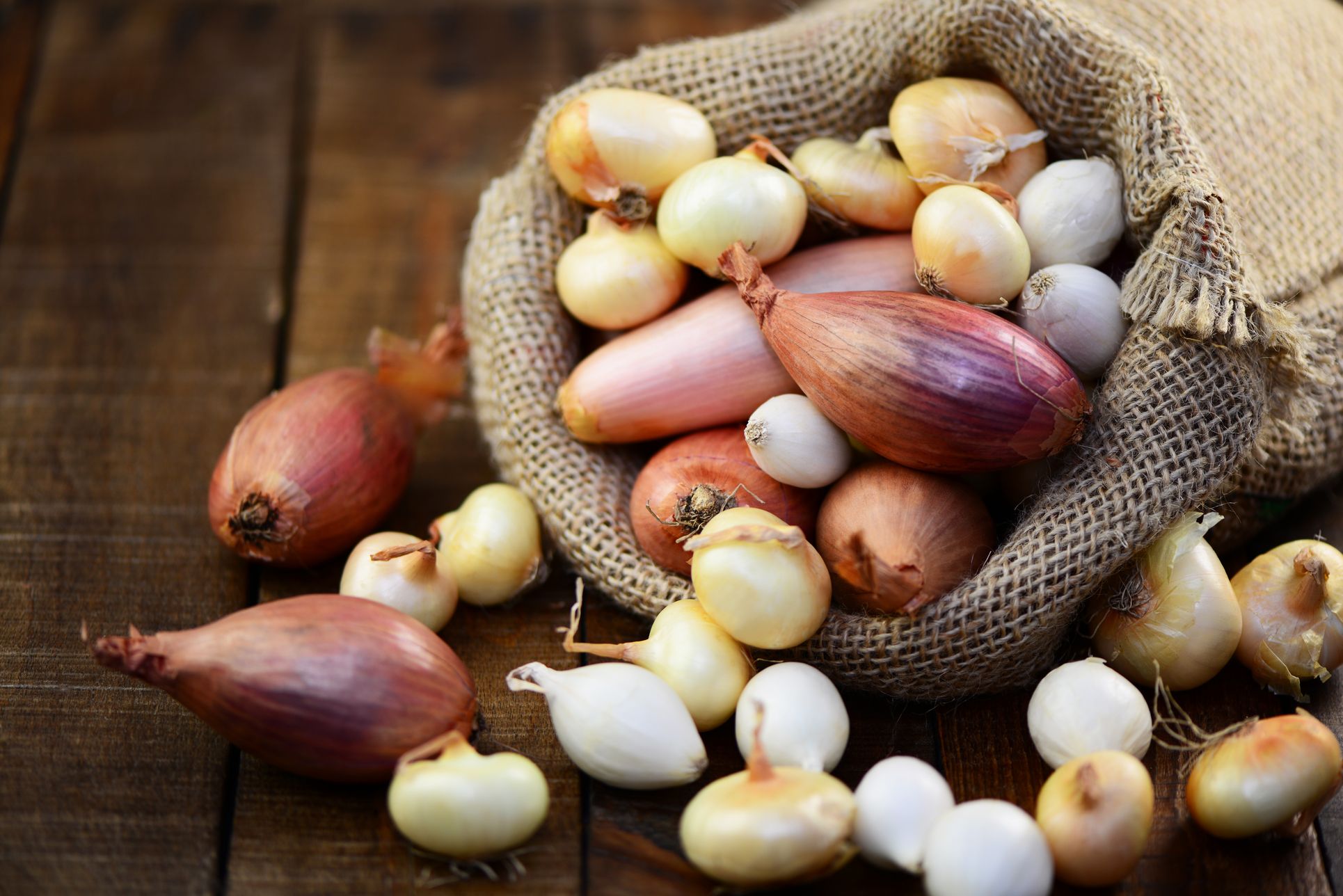 Waarom in zoveel gerechten ui gebruikt wordt | PLANTPROEF